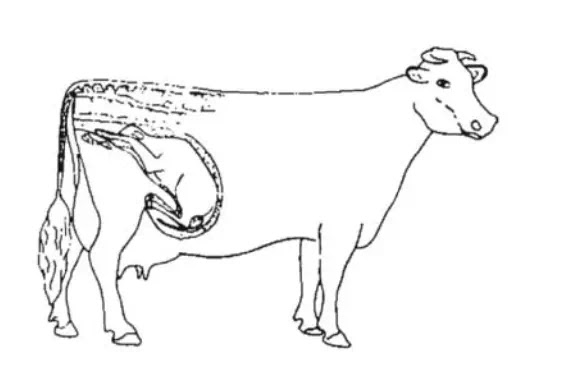 Fisiologi dan Tahapan Partus (kelahiran) pada Ternak Sapi