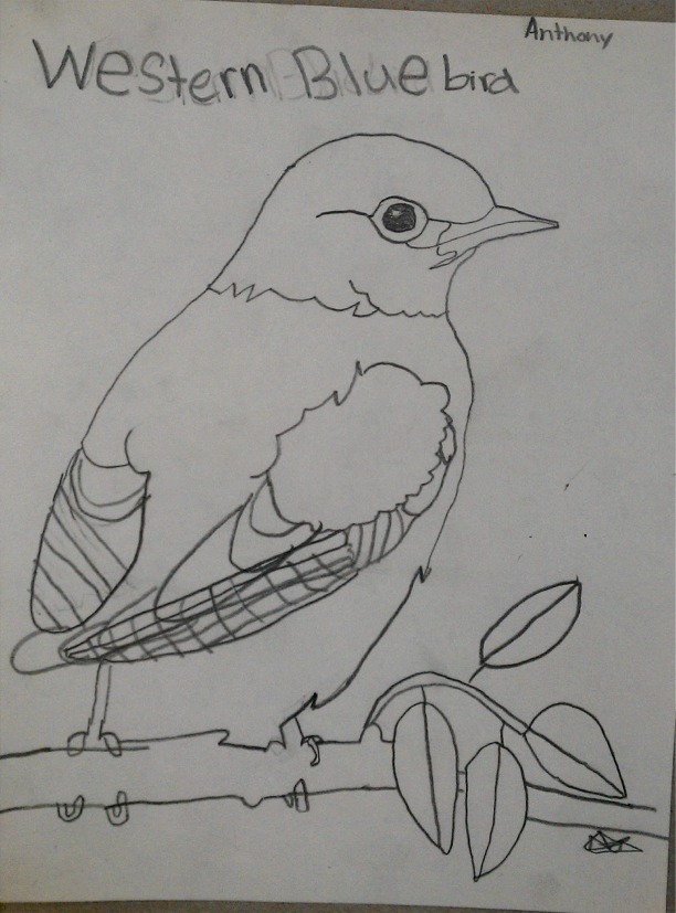 The David Lubin Art Studio: Great Birds of North America