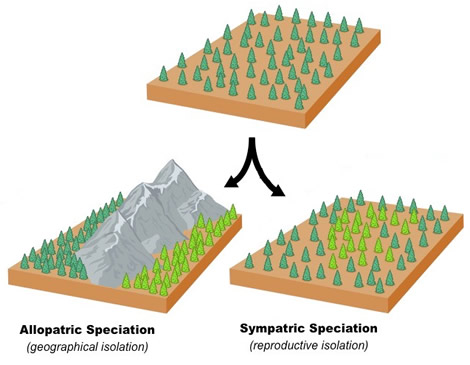 Speciation Definition