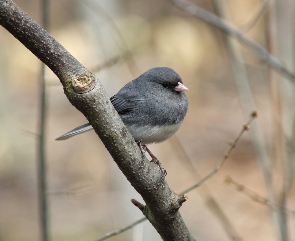 Listening in Nature: Snowbirds
