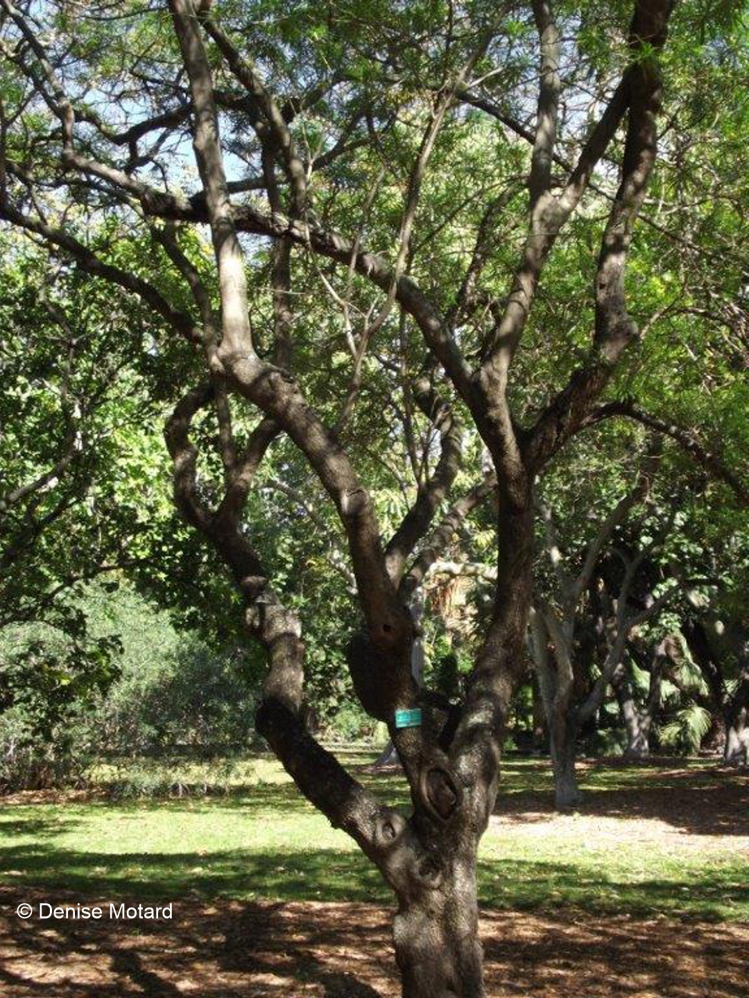 FOSTER BOTANICAL GARDEN