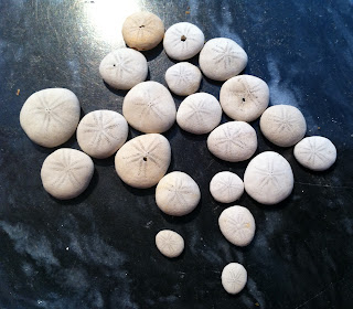 Kianna's Creatieve Blog: Fossiele haaientanden