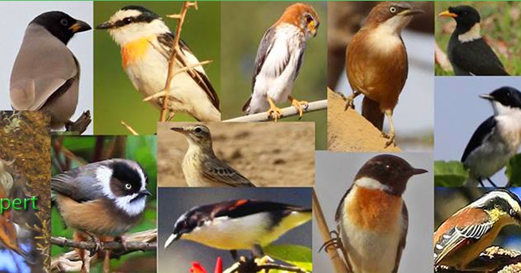 Bird Watching in Myanmar ( Birding trips ) - KSM Travels Myanmar