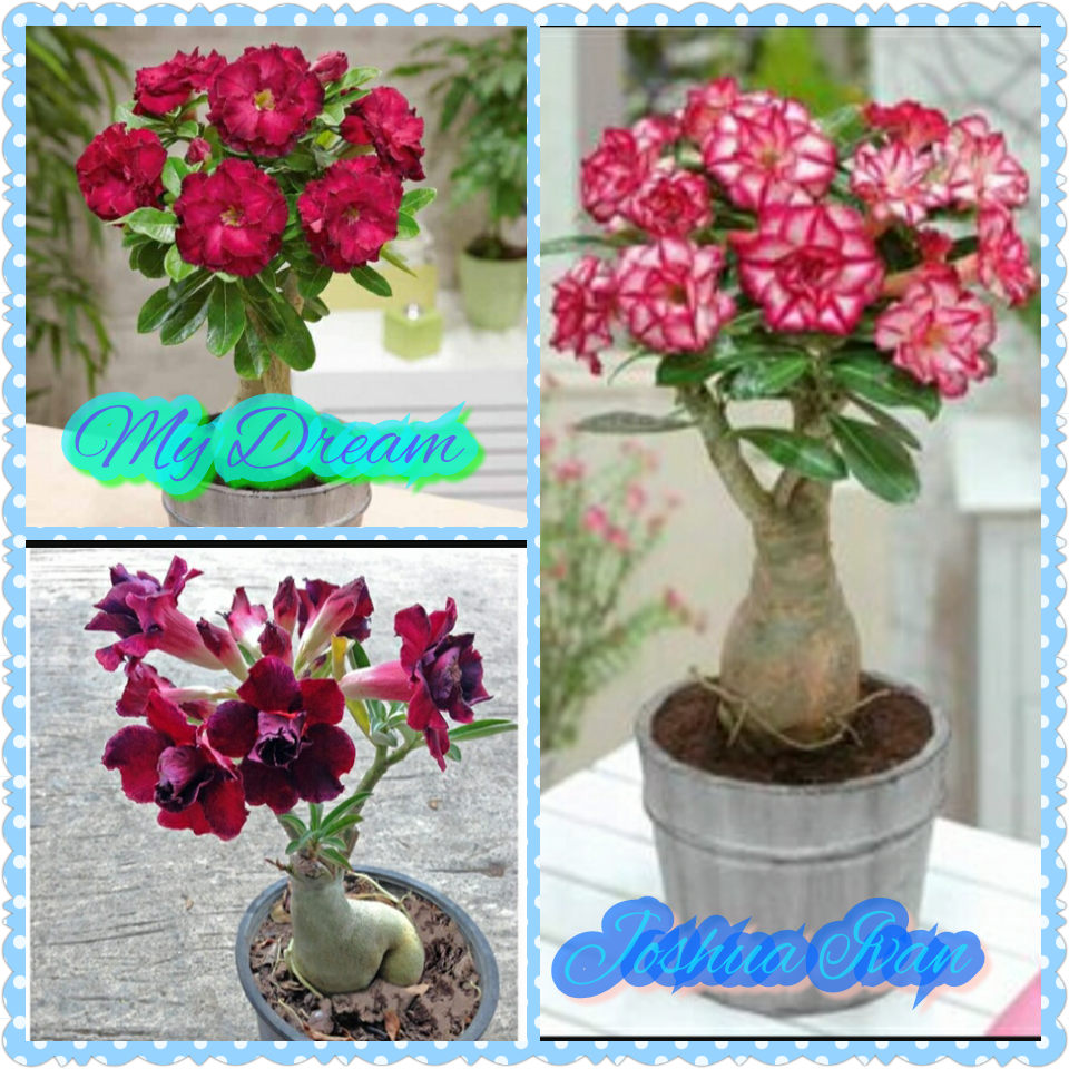 Pemupukan Adenium