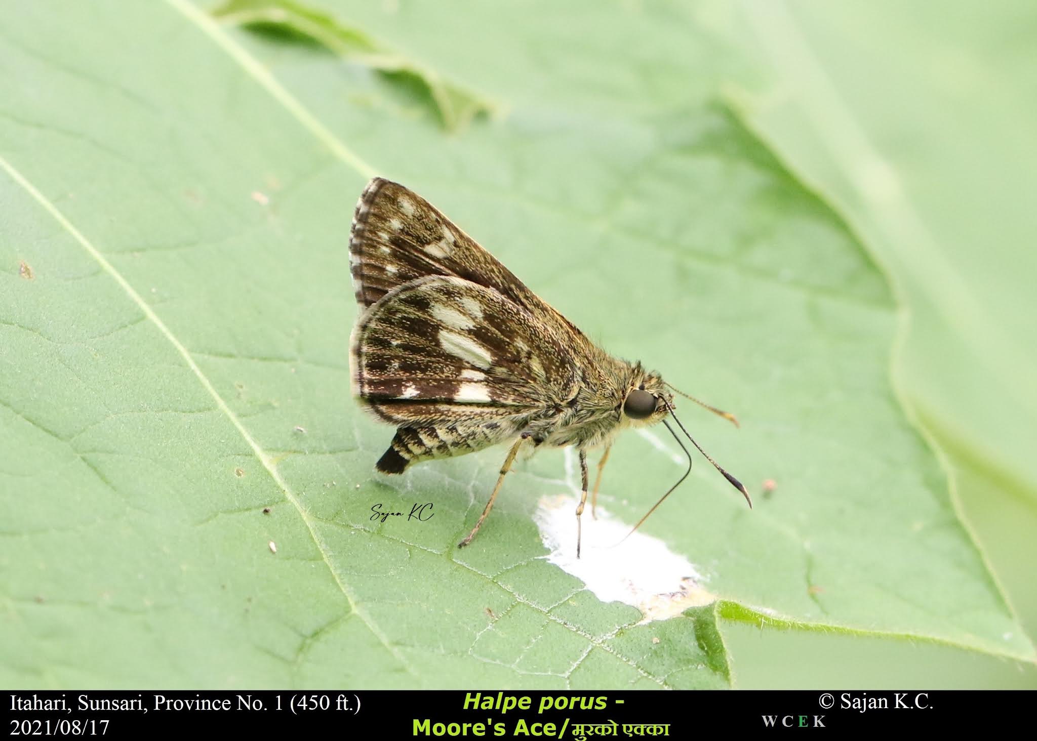 Butterflies of Nepal