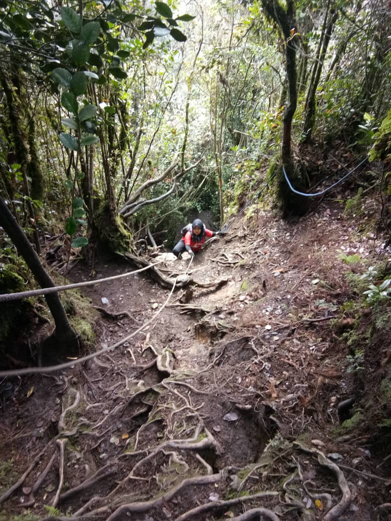 EYPOH HIKER: GAP, Tranum, GUS, Pine Tree & Twin Peak