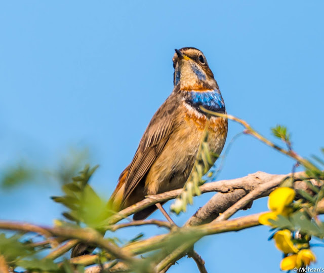 Beautiful Birds of Pakistan - 6 ~ Jaho Jalal