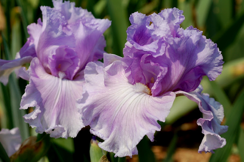 World of Irises: The Iris at the End of the Rainbow: the Favorites of ...