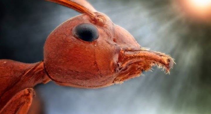 Farandula Digital ├: Fascinantes fotografías de caras de insectos
