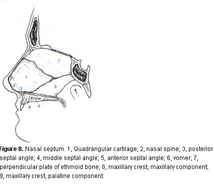 Nose Revision Surgery and Surgeons: Deviated Septum vs Crooked Nose