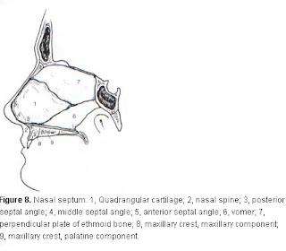 Nose Revision Surgery and Surgeons: Deviated Septum vs Crooked Nose