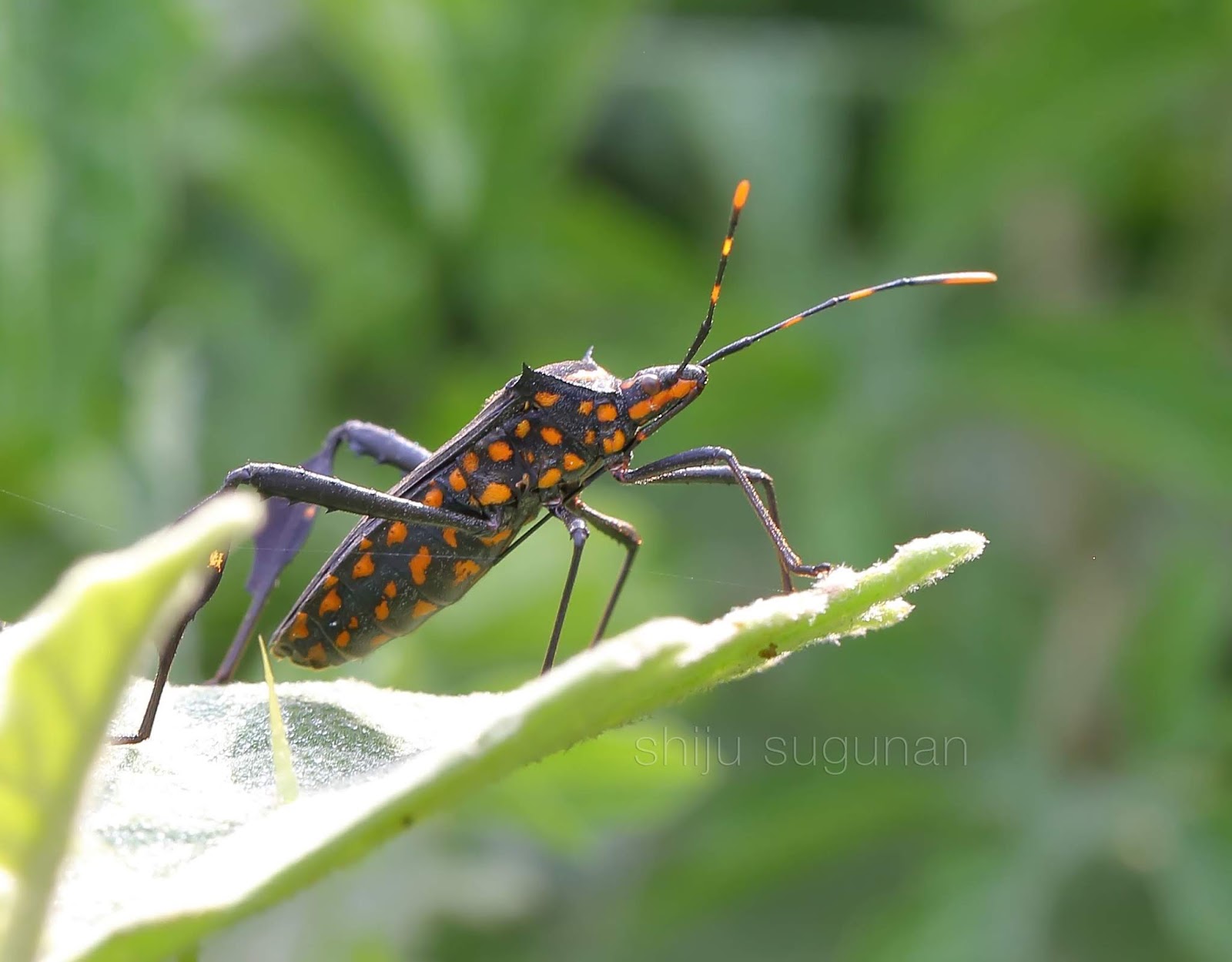 Cranium Bolts: Eensy-weensy beauties