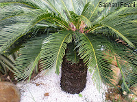 Hati Berdetik dan Berbisik: Cycas Yang Beracun