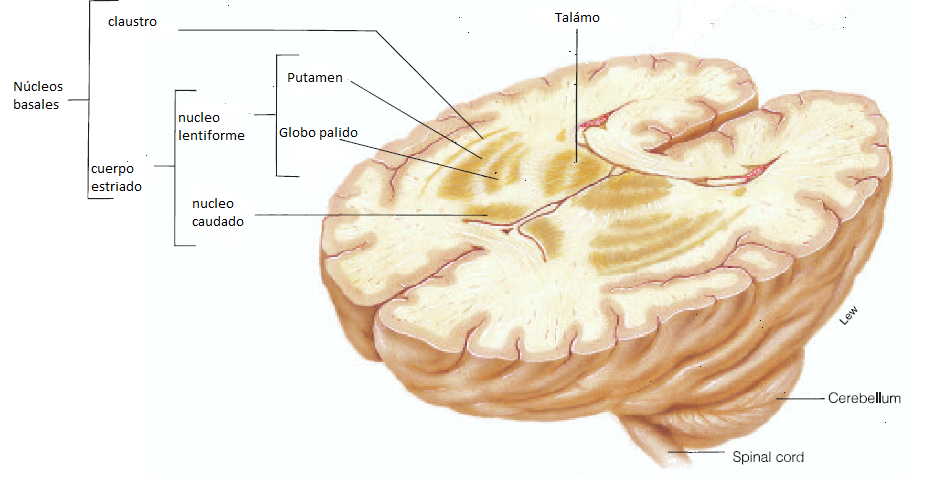 Chantal Mardueño : Núcleos Basales del SNC