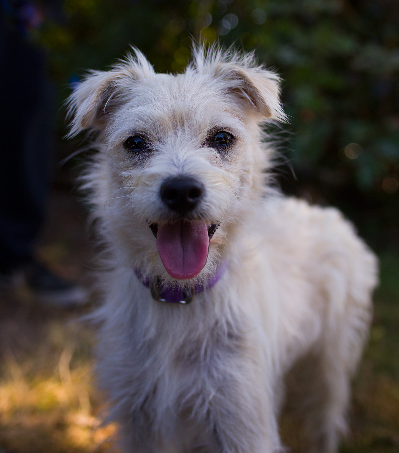 Shelter Dogs of Portland: "LILY" young terrier type