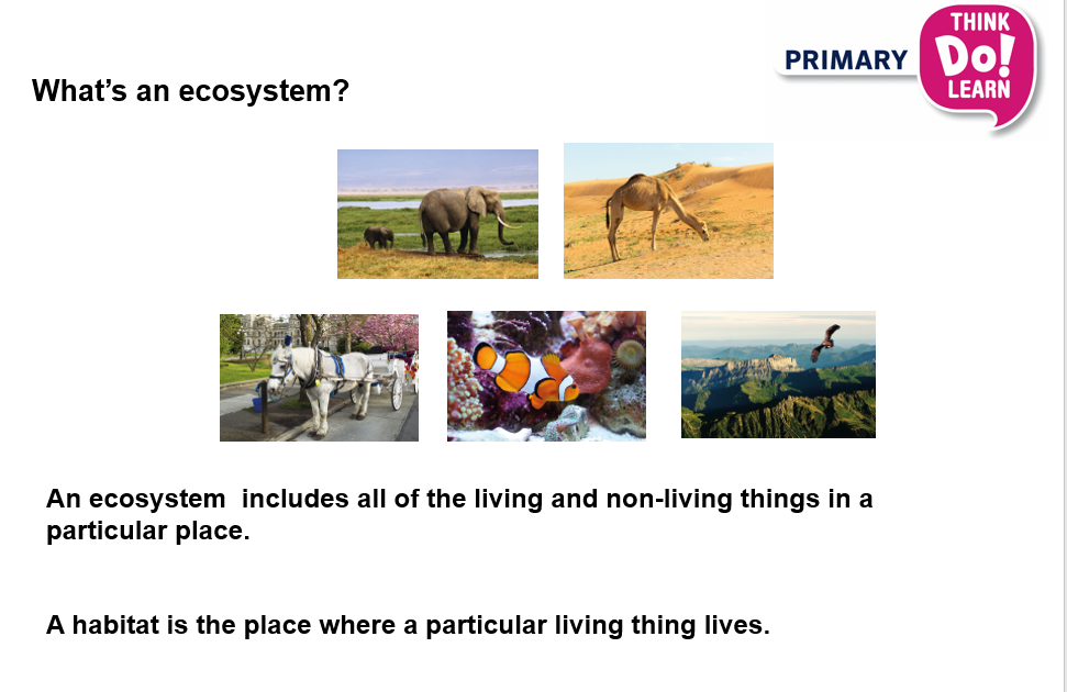 ENGLISH CORNER : Ecosystems. Levels of Organization