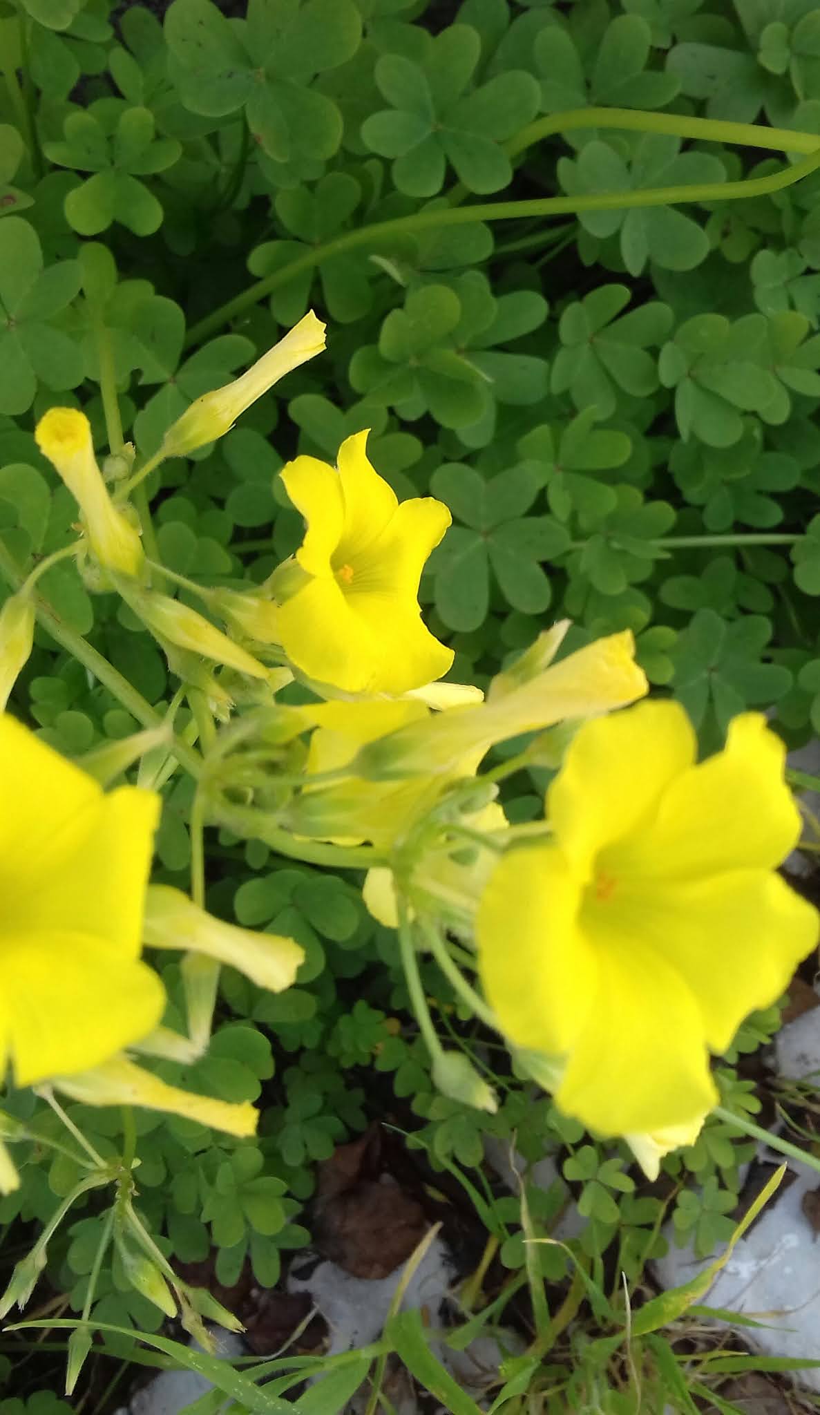 Como um Rio (2): Azedas ou Azias