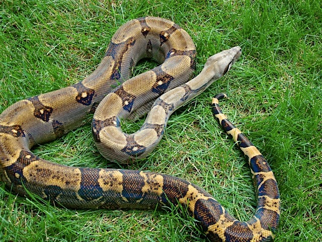 Biodiversidad de Reptiles en Panamá