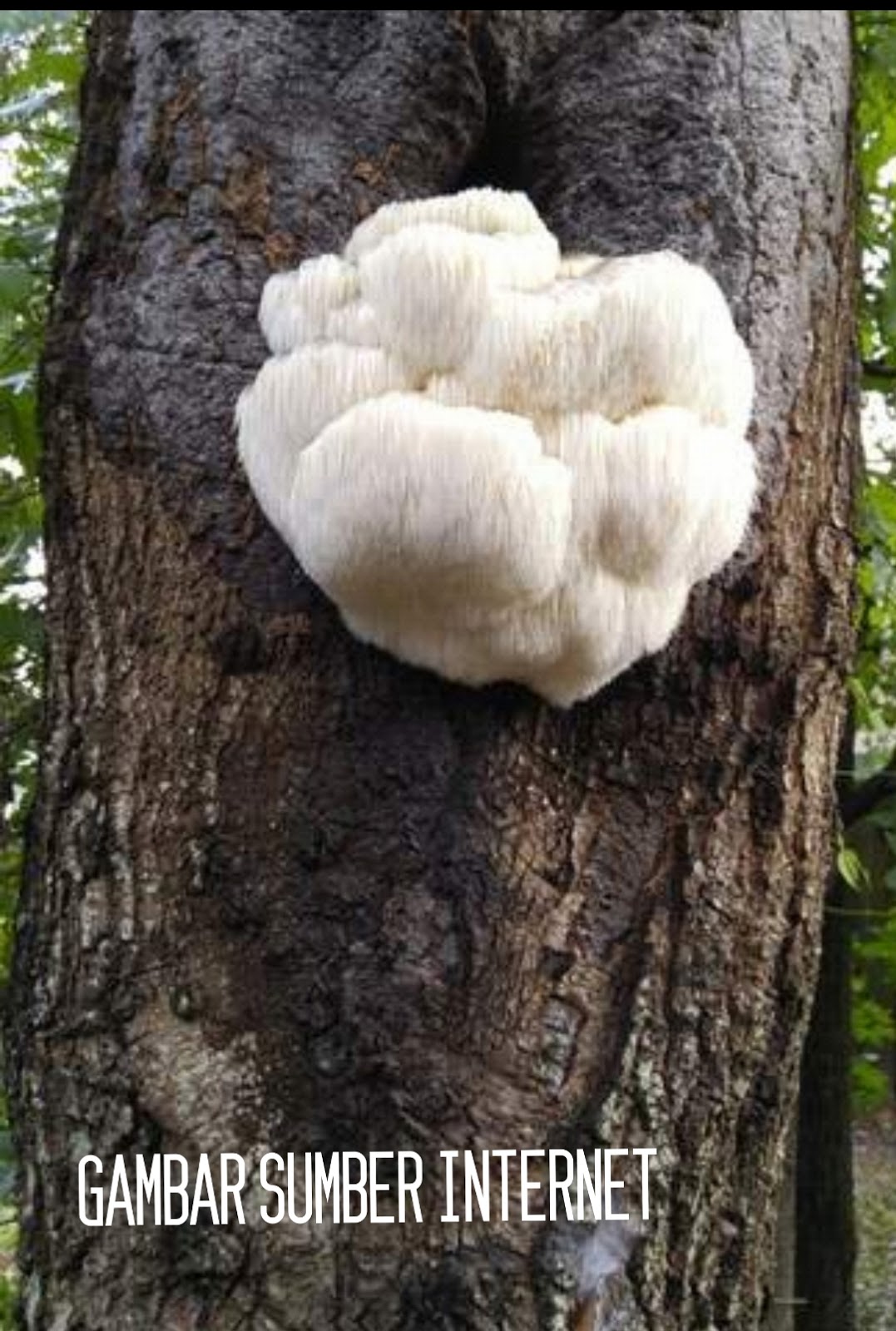 Nur Hafizah Sharudin's Blog: CENDAWAN BUNGA KOBIS UNTUK PERTUMBUHAN SARAF