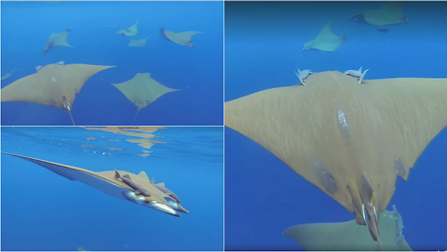 Imagens únicas de um mergulhos nas formigas - I Love Azores