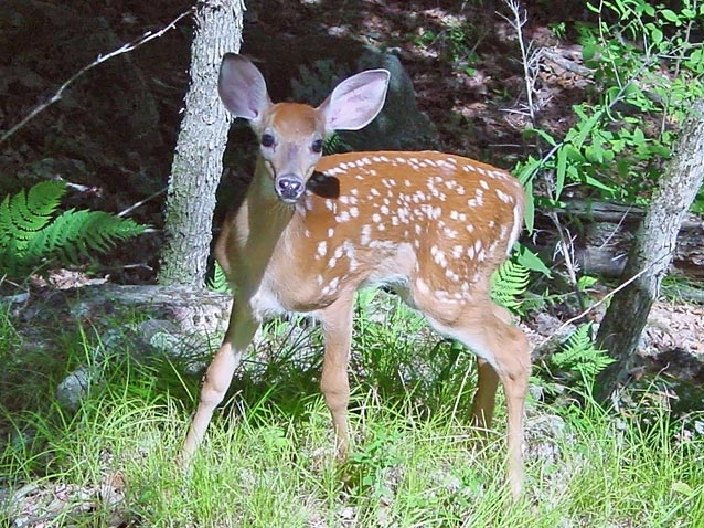 Caprioara - Liliana Daniela Gavanesteanu