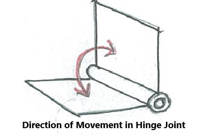 Class-6 Science, Chapter-8 Body Movements , Additional Exercises with ...