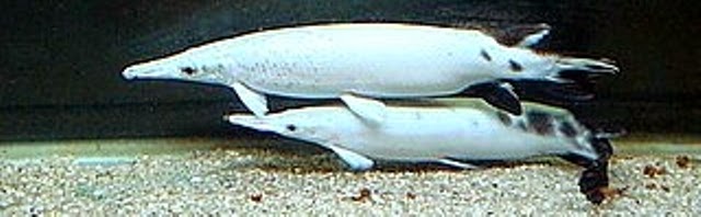 Mahamaya Hiko: jenis-jenis GAR fish (ikan aligator)