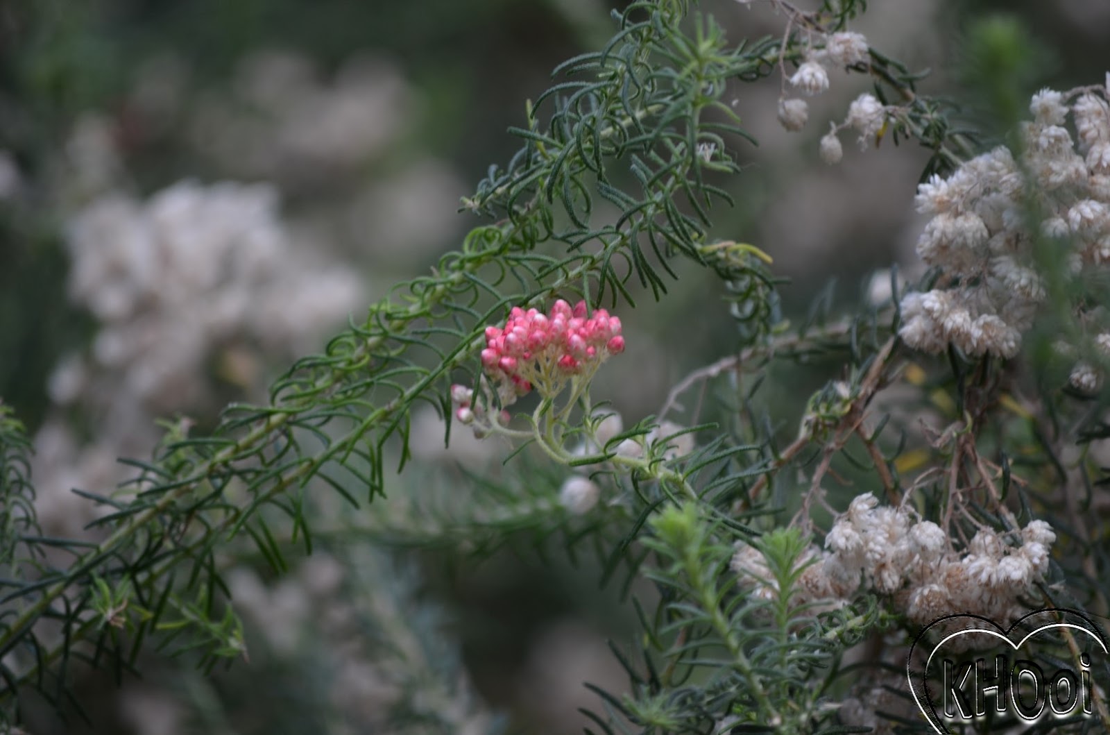 花卉库: 澳洲米花