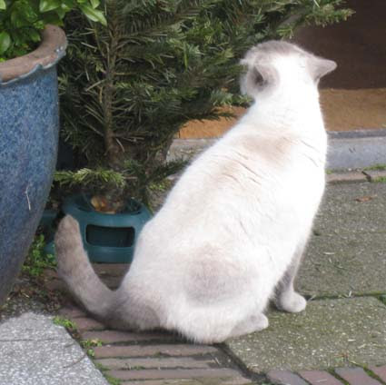 Joke Krul schilder- en tekenlessen: Katten van Delft