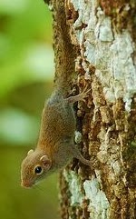 The News For Squirrels: Squirrel Facts: The African Pygmy Squirrel