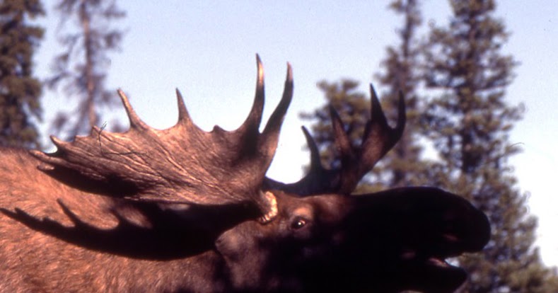 Moristotle & Co.: Moose: A Family Curse (Part 1 of a Story for My Son)