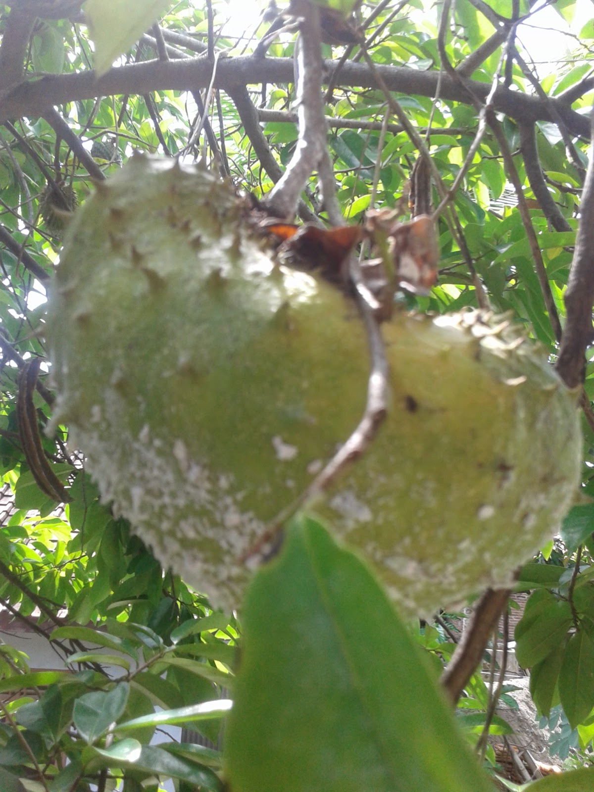 27 Benefits of Soursop Leaf For Health, Hair and Skin - HERBAL MEDICINE