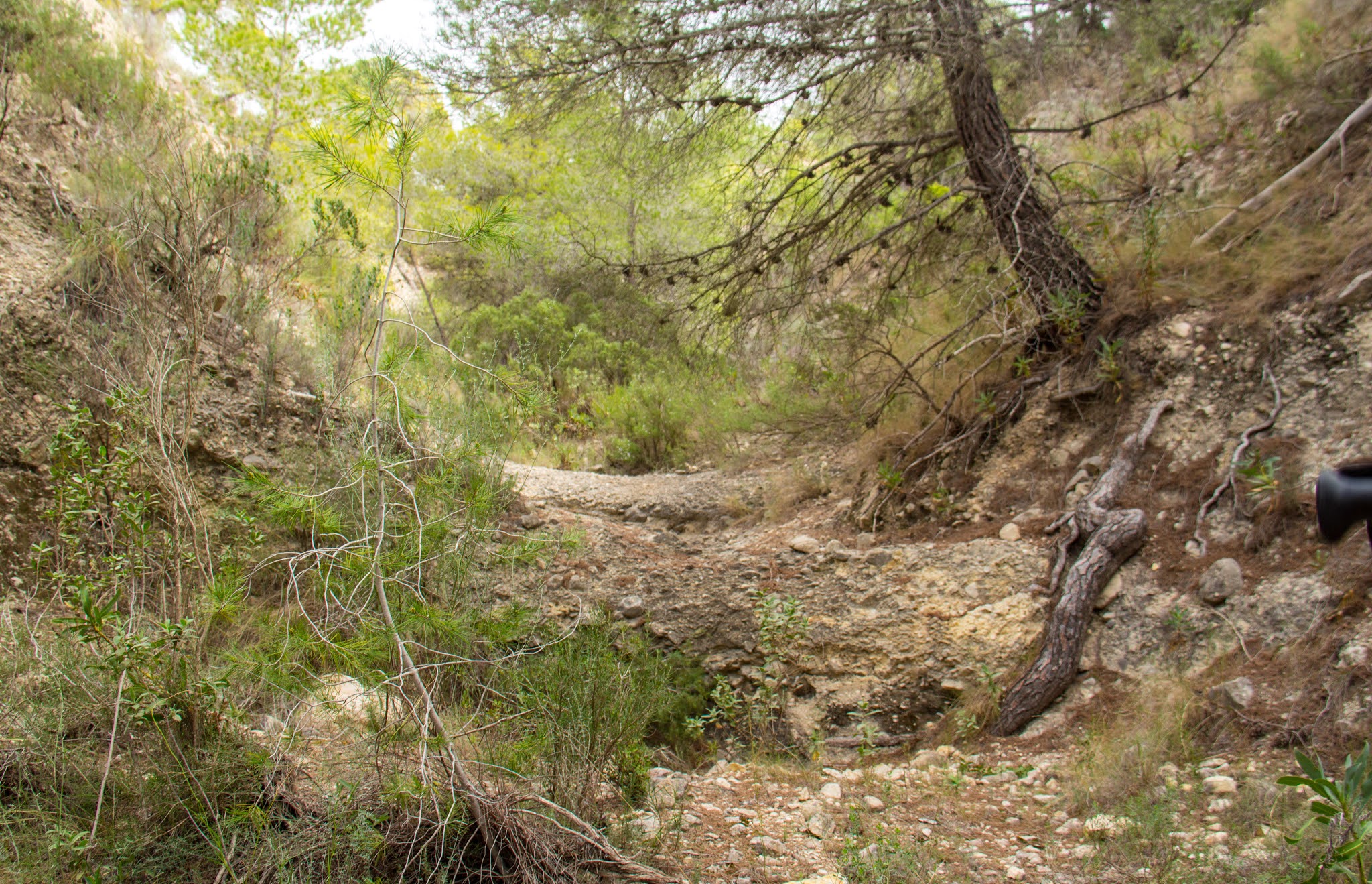 RUTA CIRCULAR AL CERRO DEL AGUDO DESDE BARBARROJA.