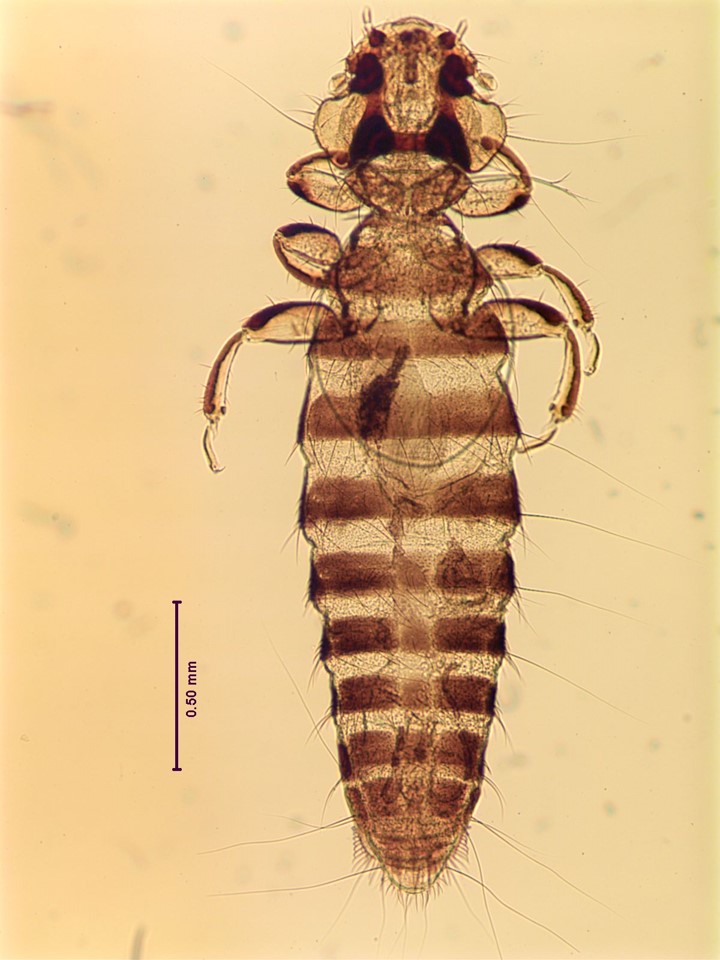 The tragedy of the parasites