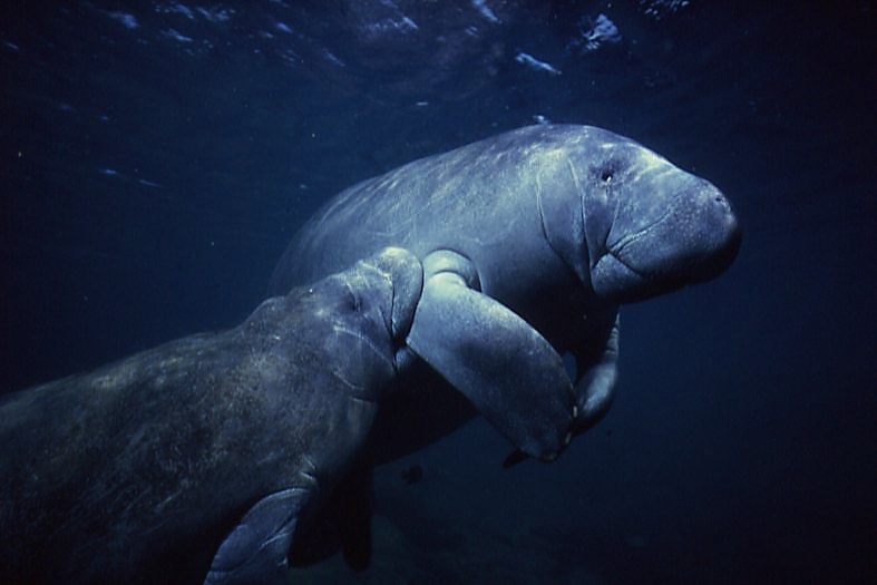 Field Biology in Southeastern Ohio: Florida Manatees