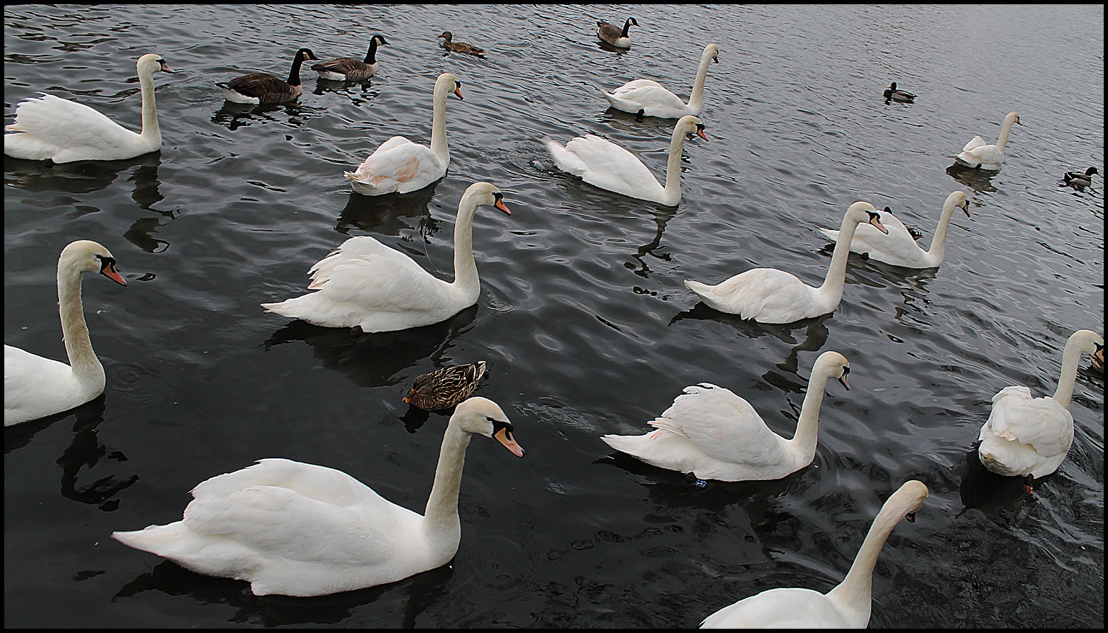 Michaela Shipman- Digital Artist and Photographer