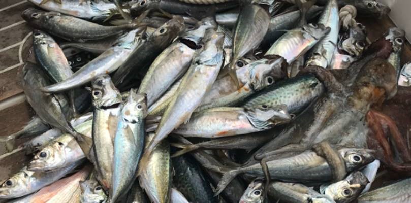 E sobre os nossos vulgares carapaus? Sabemos tudo?