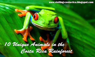 10 Unique Animals in The Costa Rica Rainforest