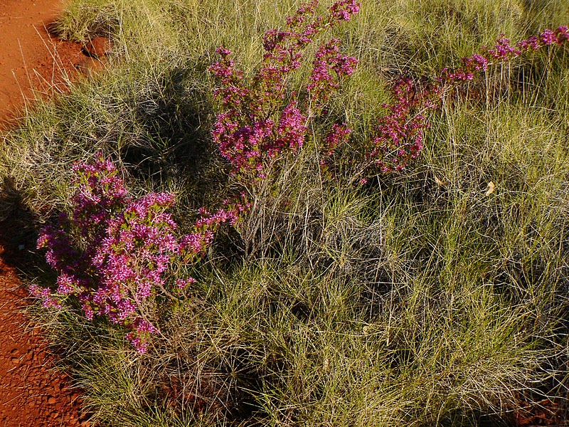 ournomadicways: Wildflowers of WA (part 1)