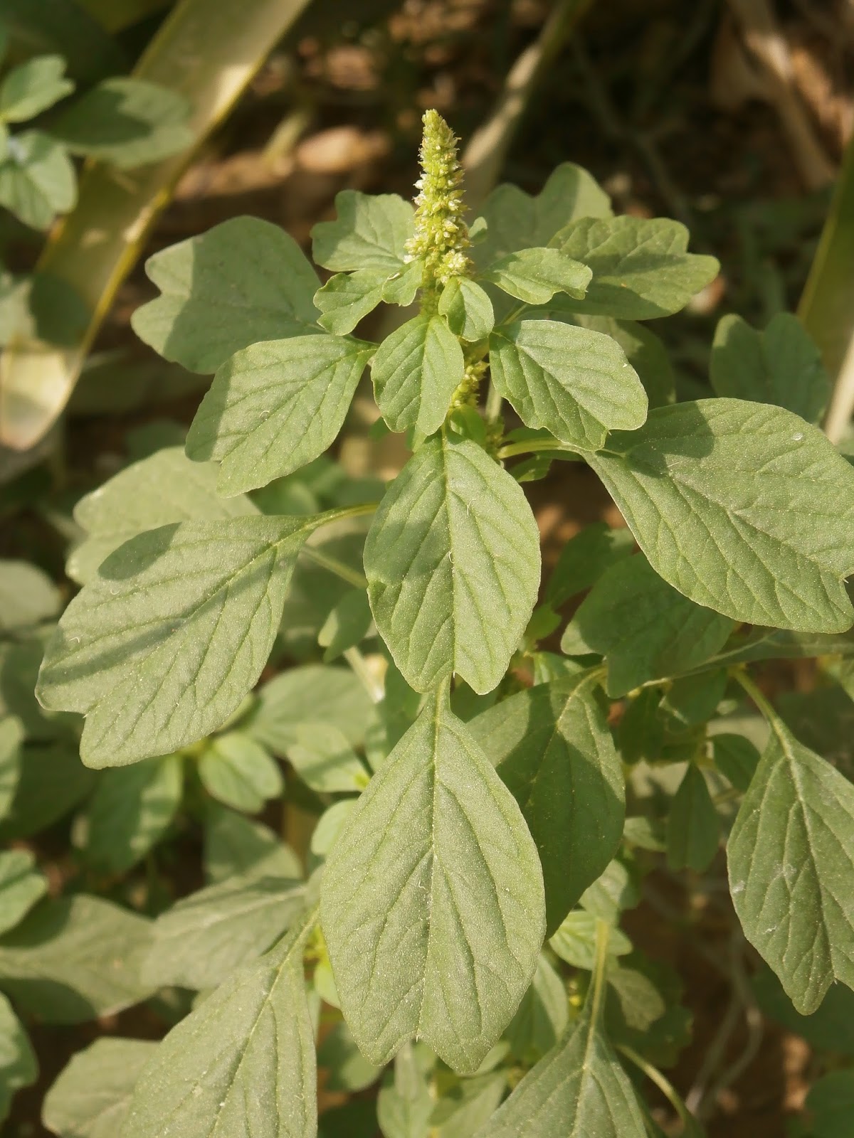 HERBARIO VIRTUAL DE BANYERES DE MARIOLA Y ALICANTE: Amaranthus blitum ...