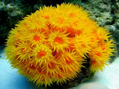 Crato Notícias: Coral sol é encontrado pela primeira vez no Ceará