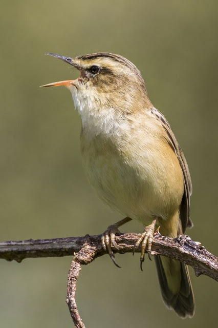 CAMBRIDGESHIRE BIRD CLUB GALLERY: Sedge Warbler
