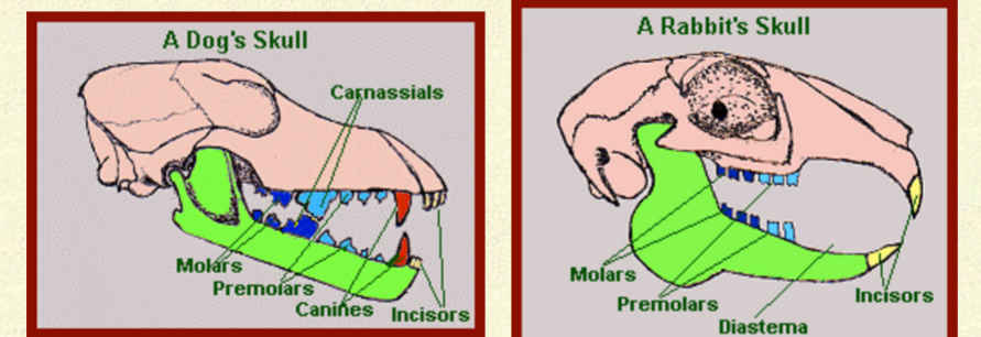 Biology Eleven: an example of Dichotomous keys and our first lab using one