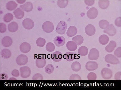 Lab Atlas: Reticulocytes