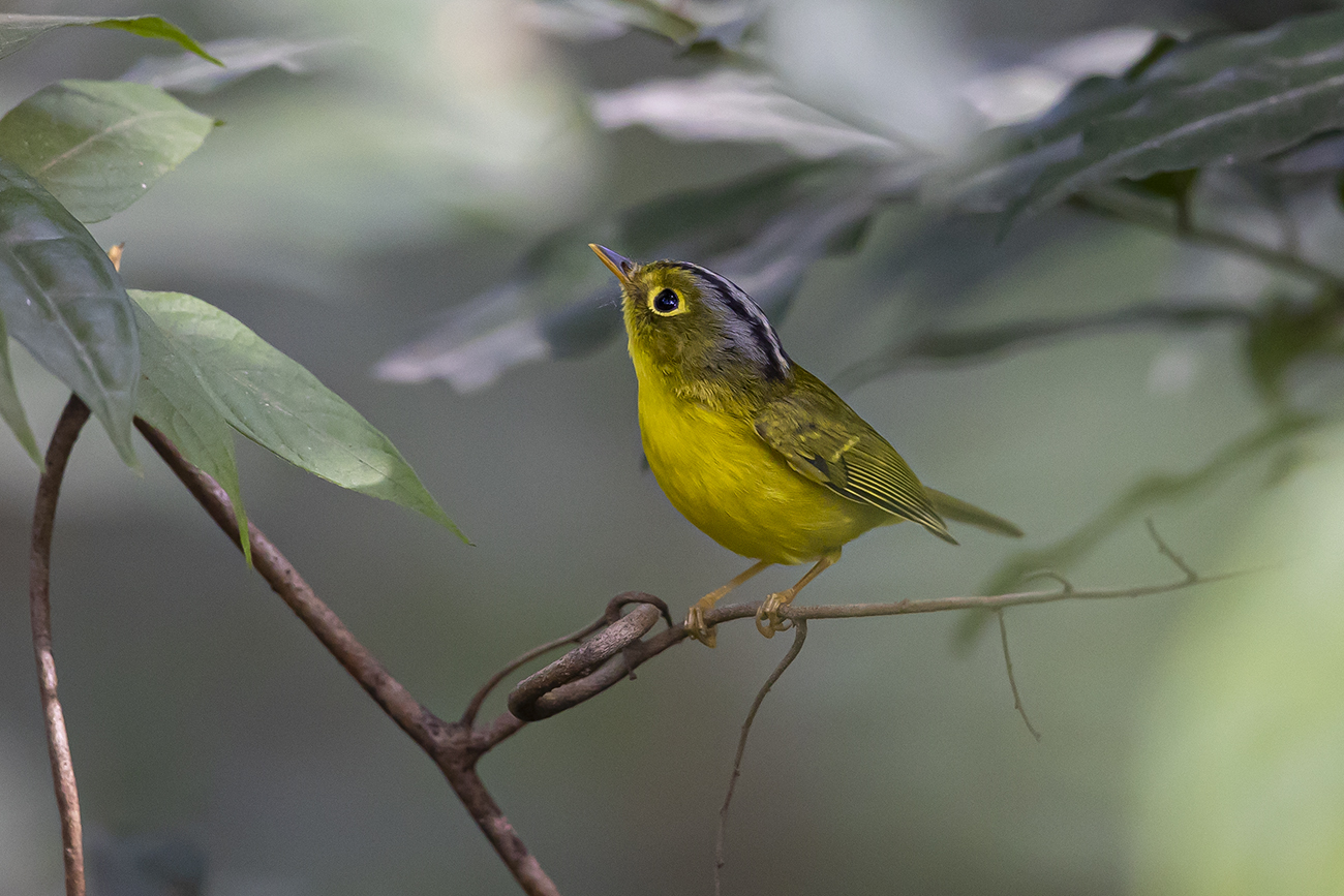 As The Crow Flies - a Hong Kong Birding Blog: White-spectacled Warbler ...