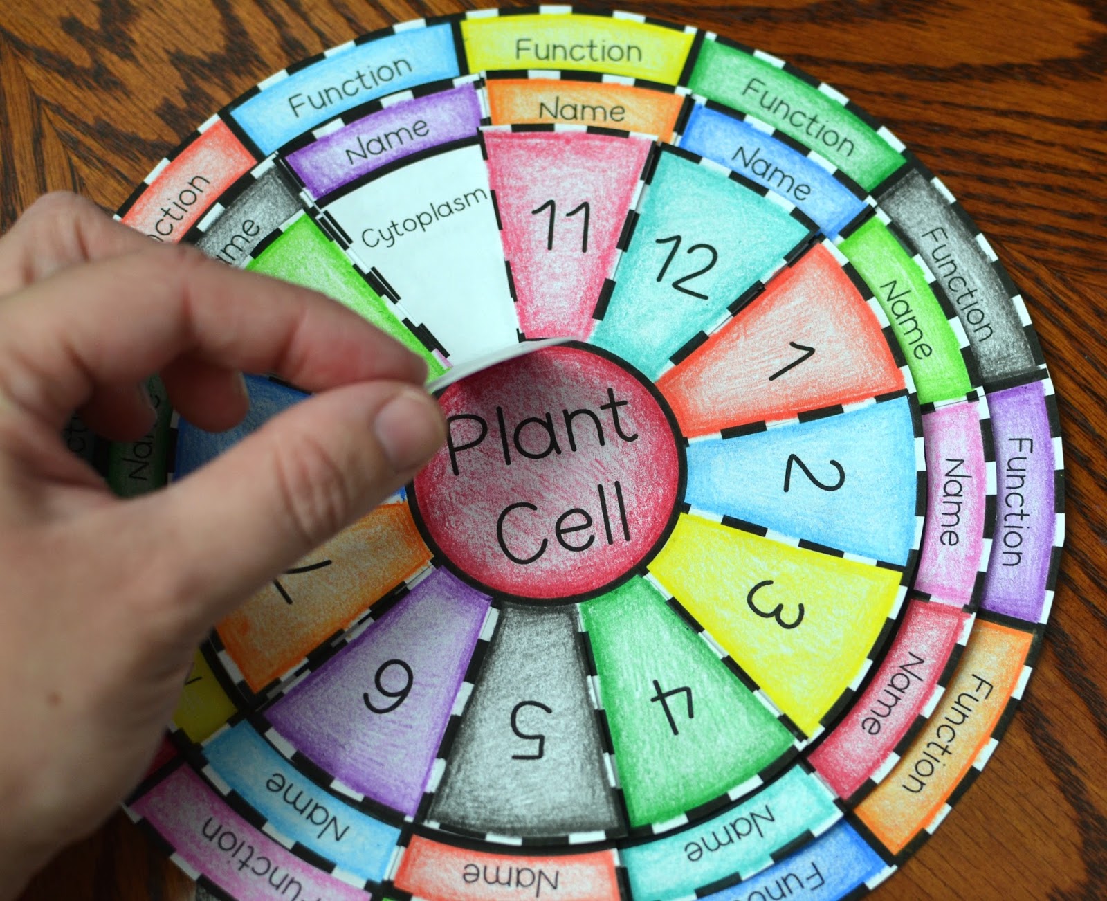 Math in Demand: Plant Cell Foldable