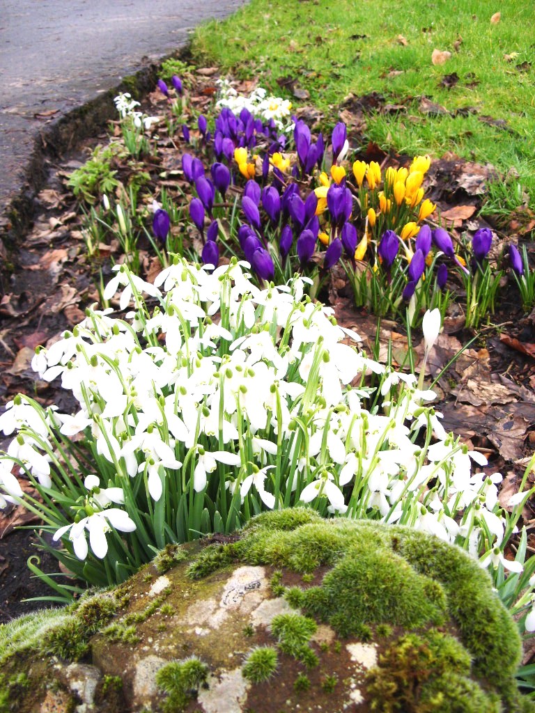 Kelli's Northern Ireland Garden: Crocus and Snowdrops