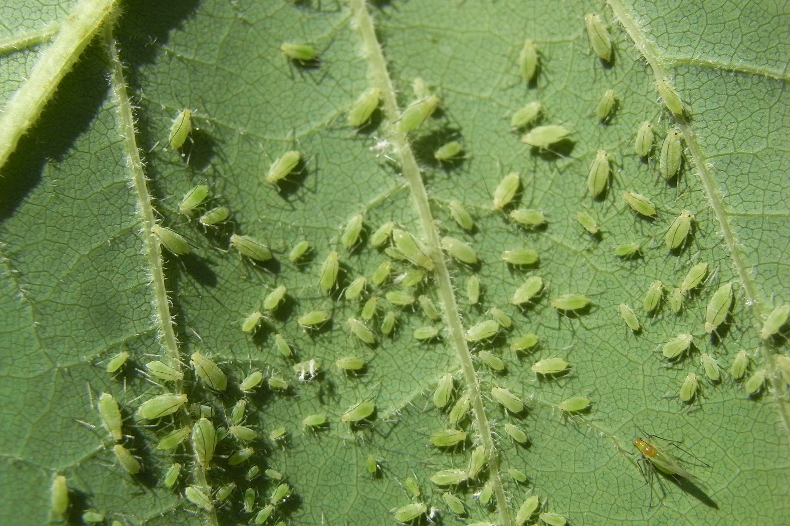 Macrophoto plaisir passion: Tout ça pour des pucerons!