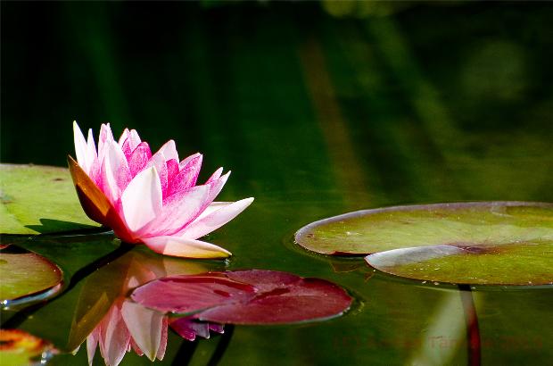 Din Delta Dunării: 15 lucruri de știut despre nuferi