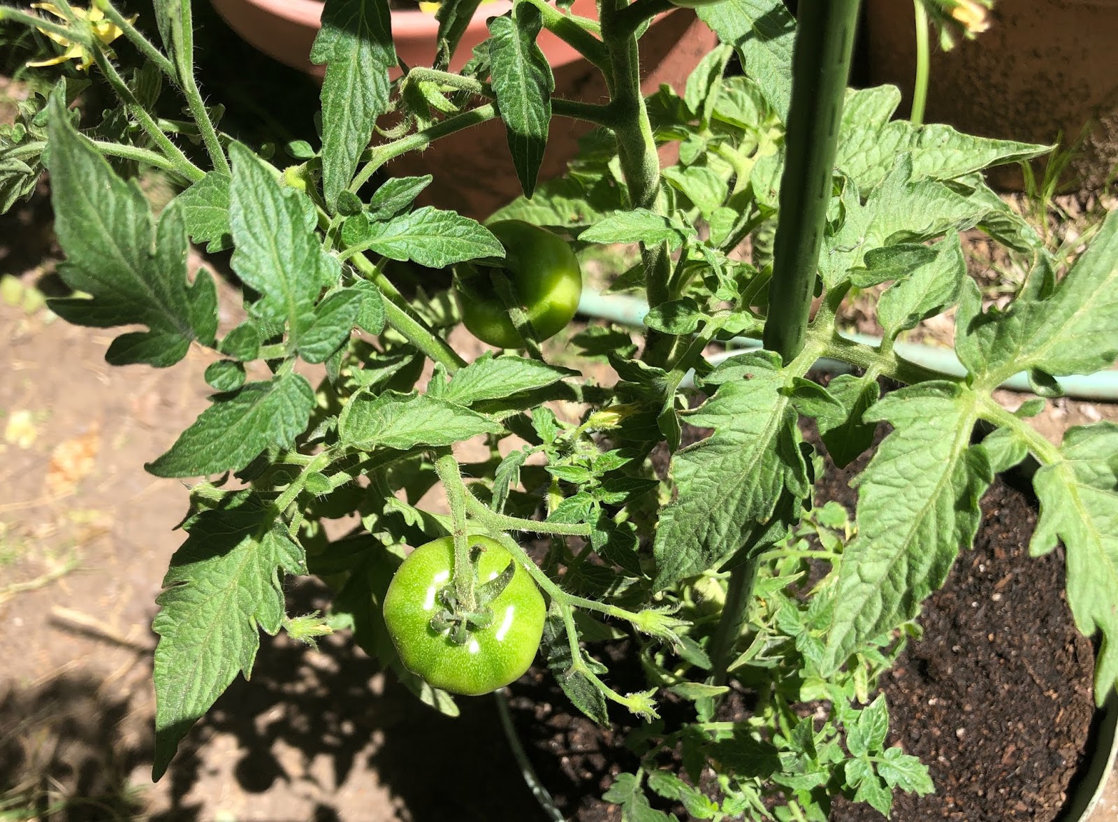 Hot tomato! How to help your vines during high heat